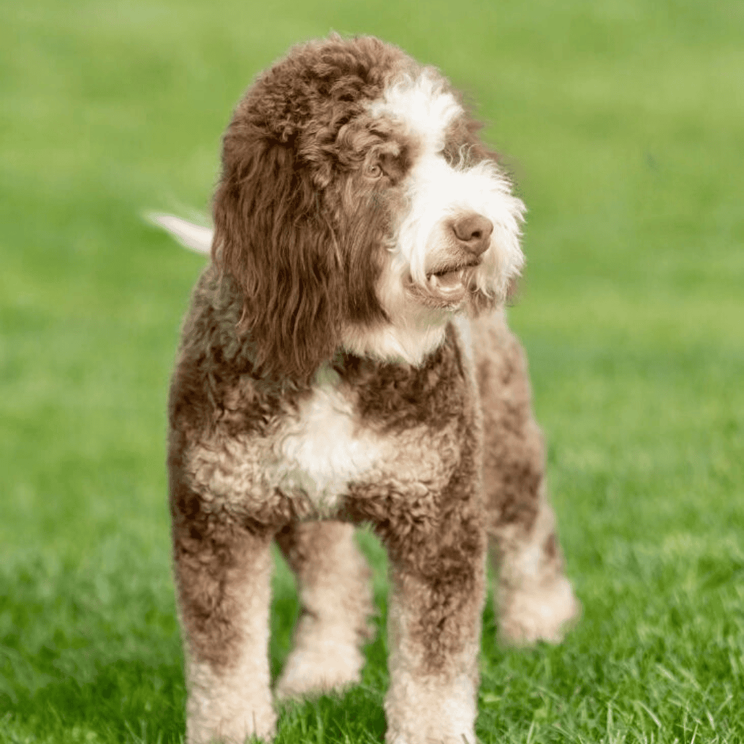 Parents of Our Pups - Fawn River Doodles