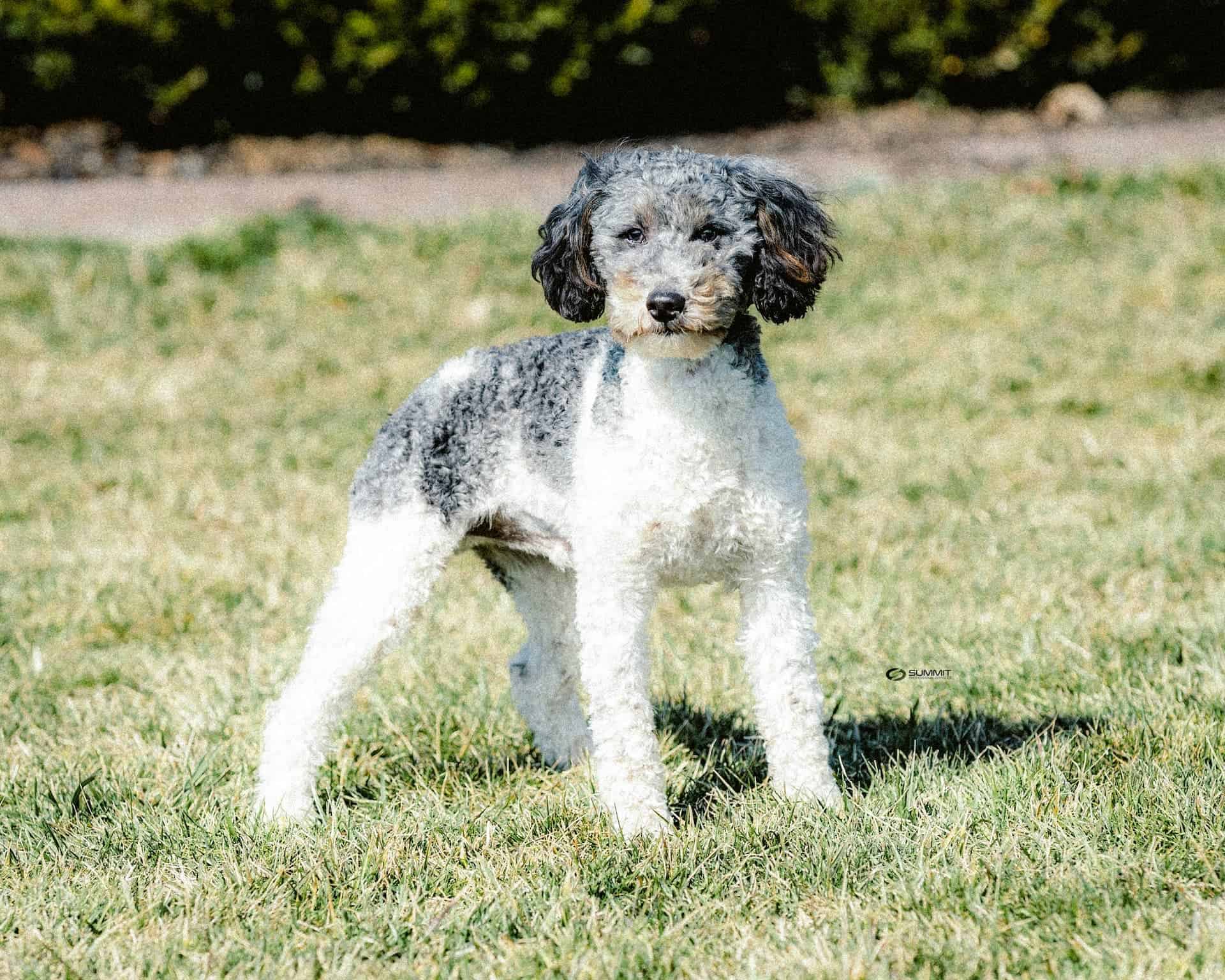 Stud Service - Fawn River Doodles