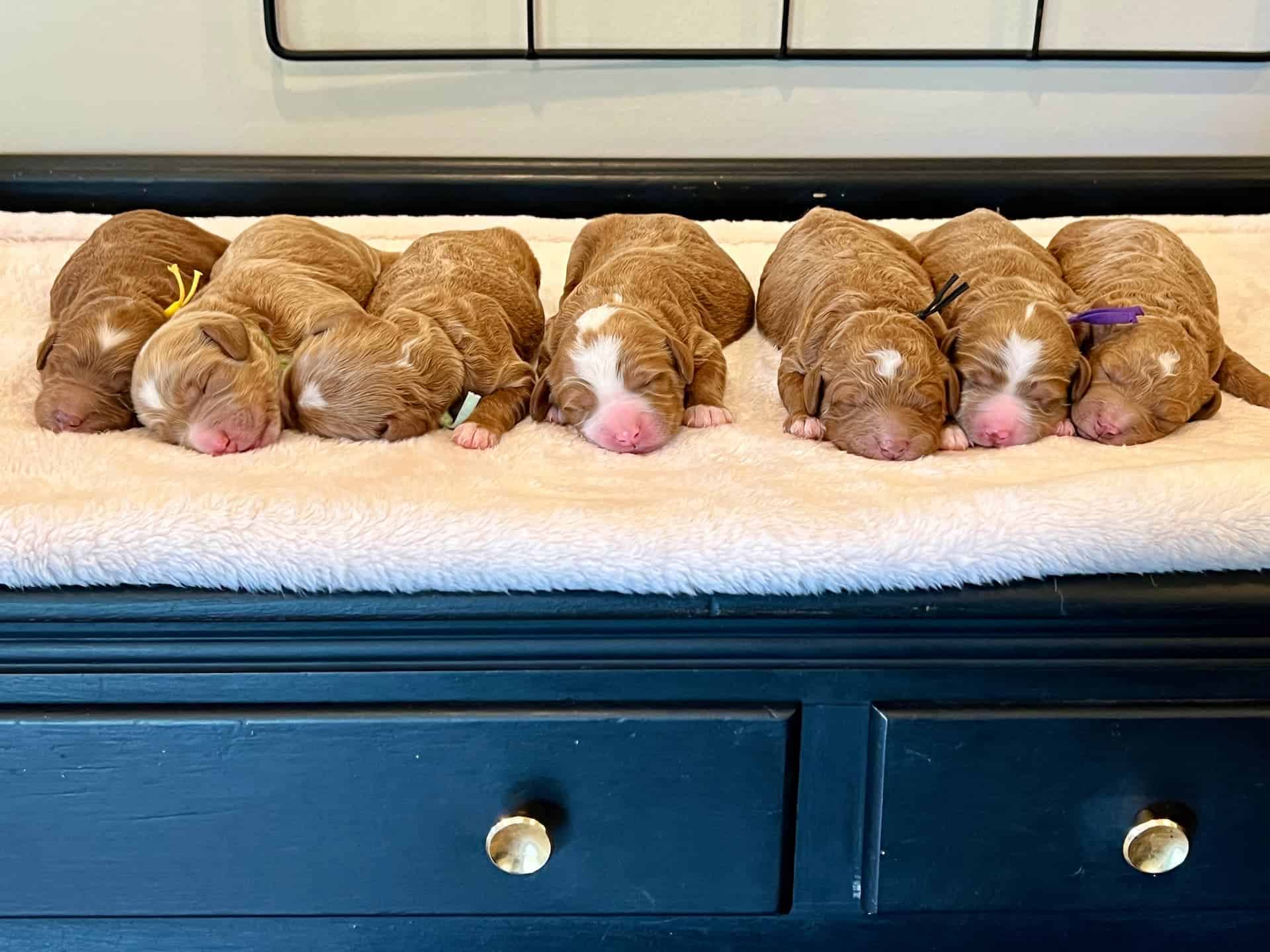 Available & Upcoming Litters - Fawn River Doodles
