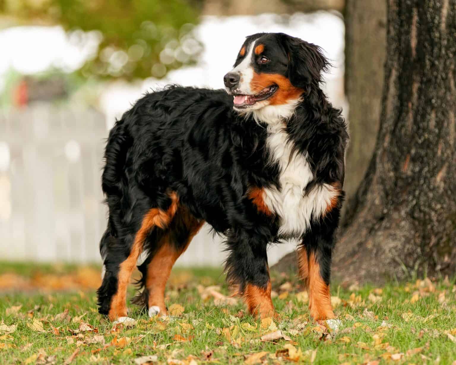 Are Bernedoodles Hypoallergenic? - Fawn River Doodles