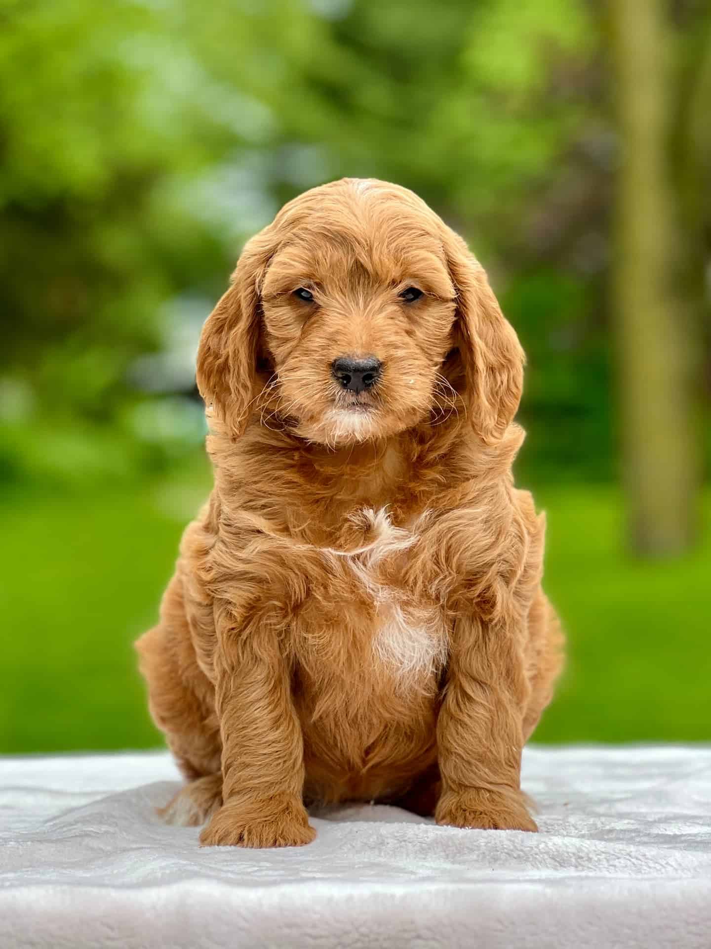 Available Puppies - Fawn River Doodles