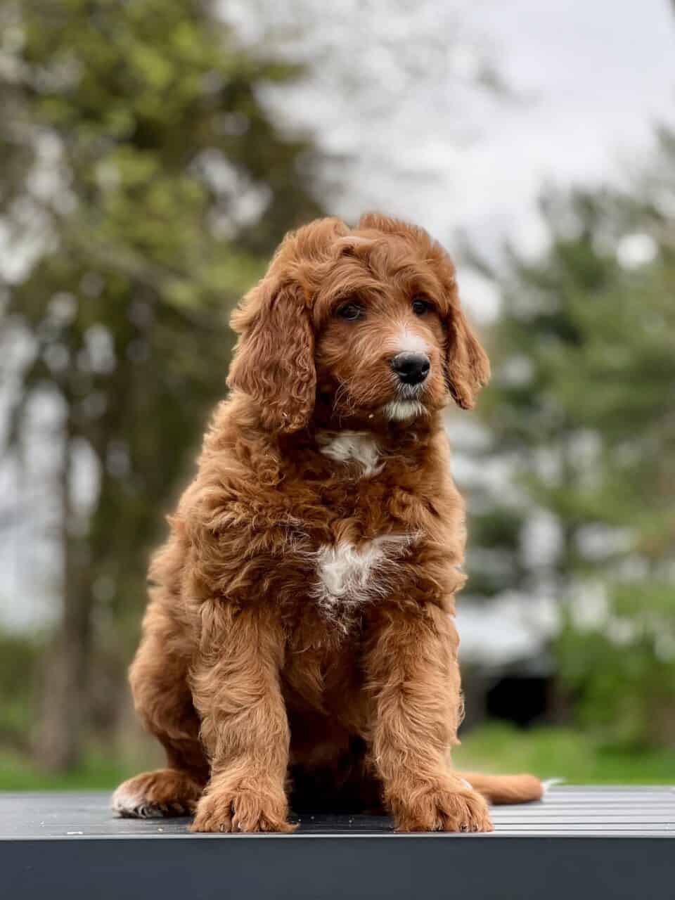 Multigeneration - Fawn River Doodles