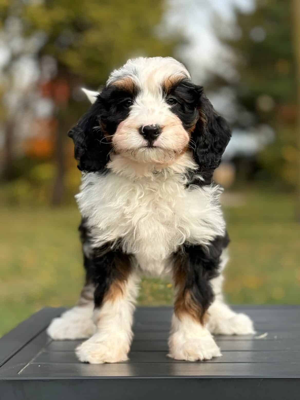 Available Puppies - Fawn River Doodles