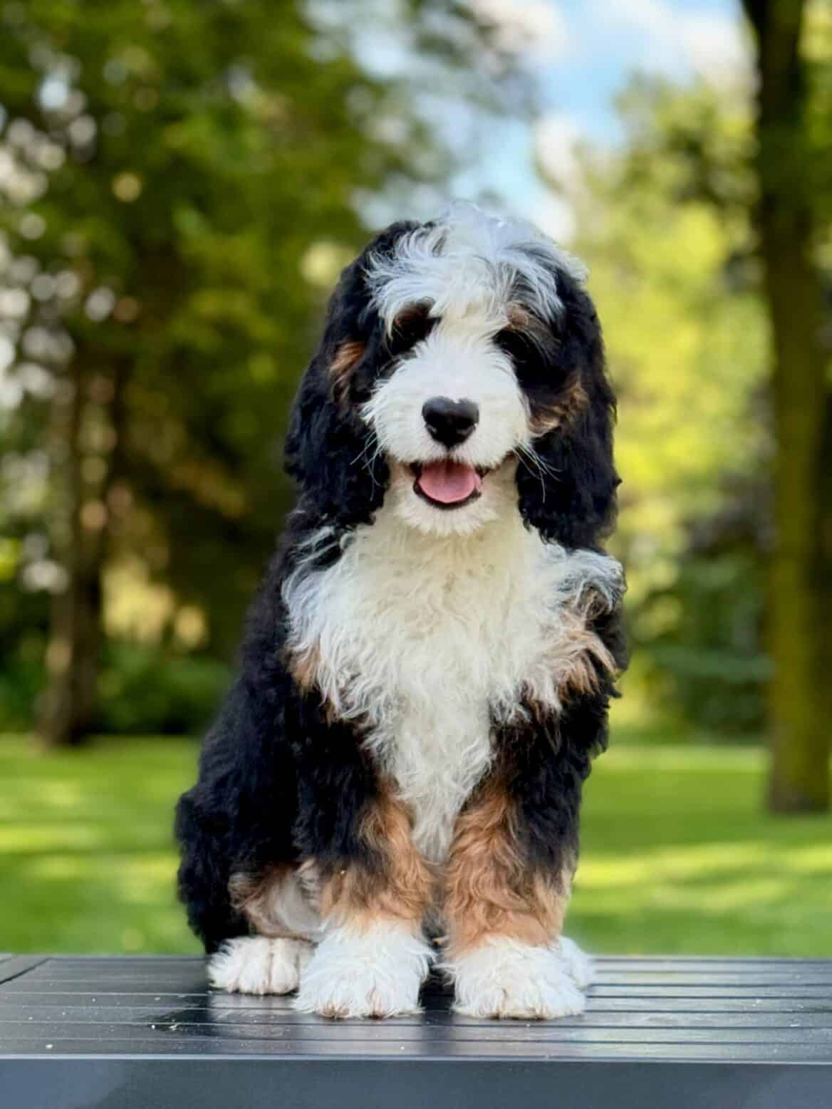 Available Puppies - Fawn River Doodles