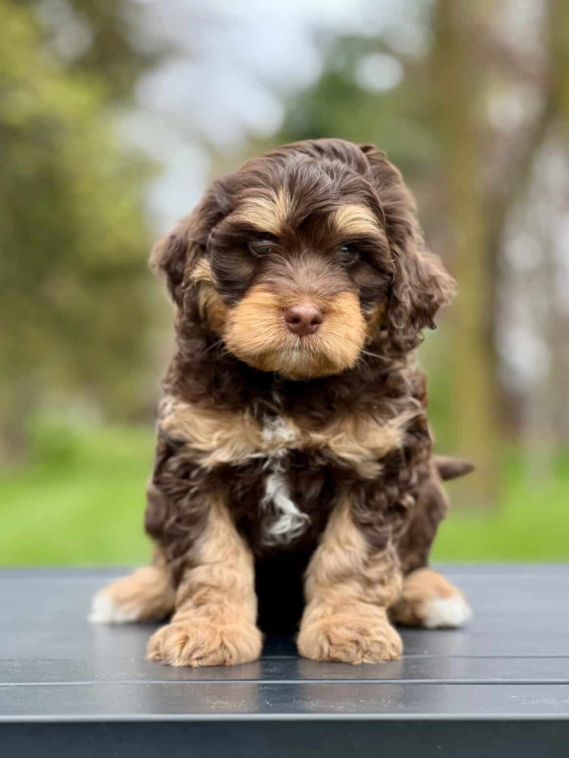 Multigeneration - Fawn River Doodles