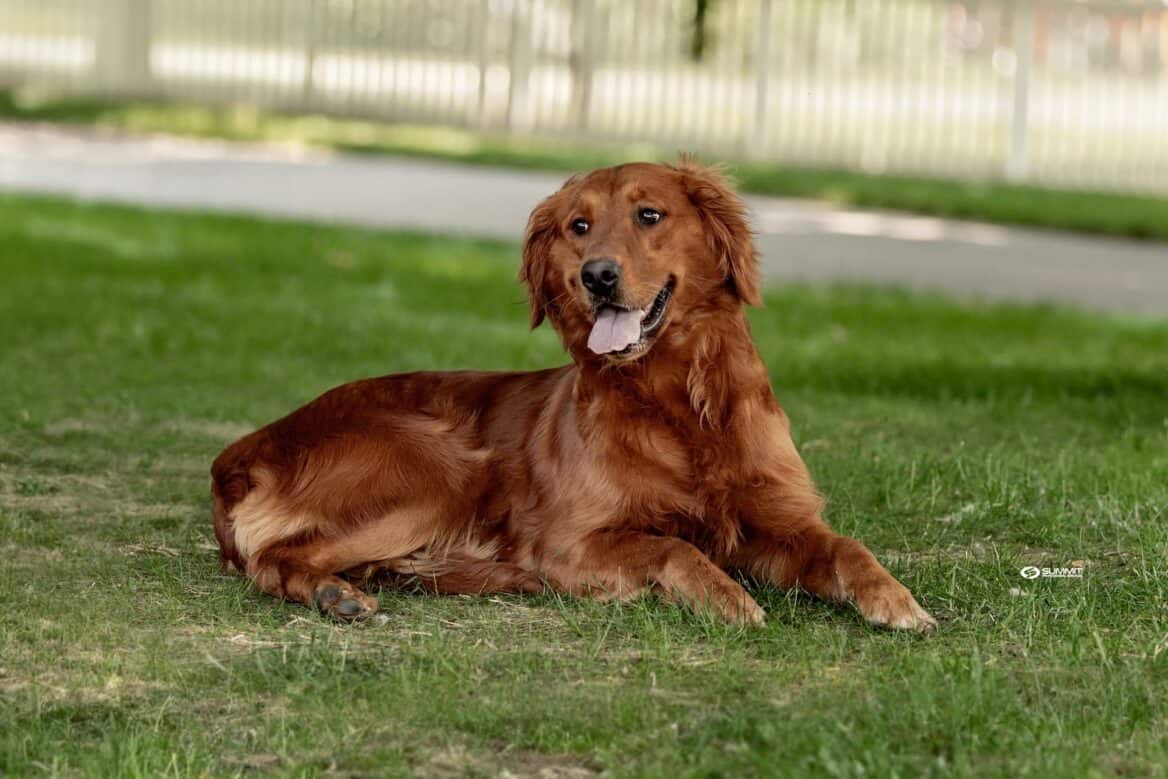 Parents of Our Pups - Fawn River Doodles