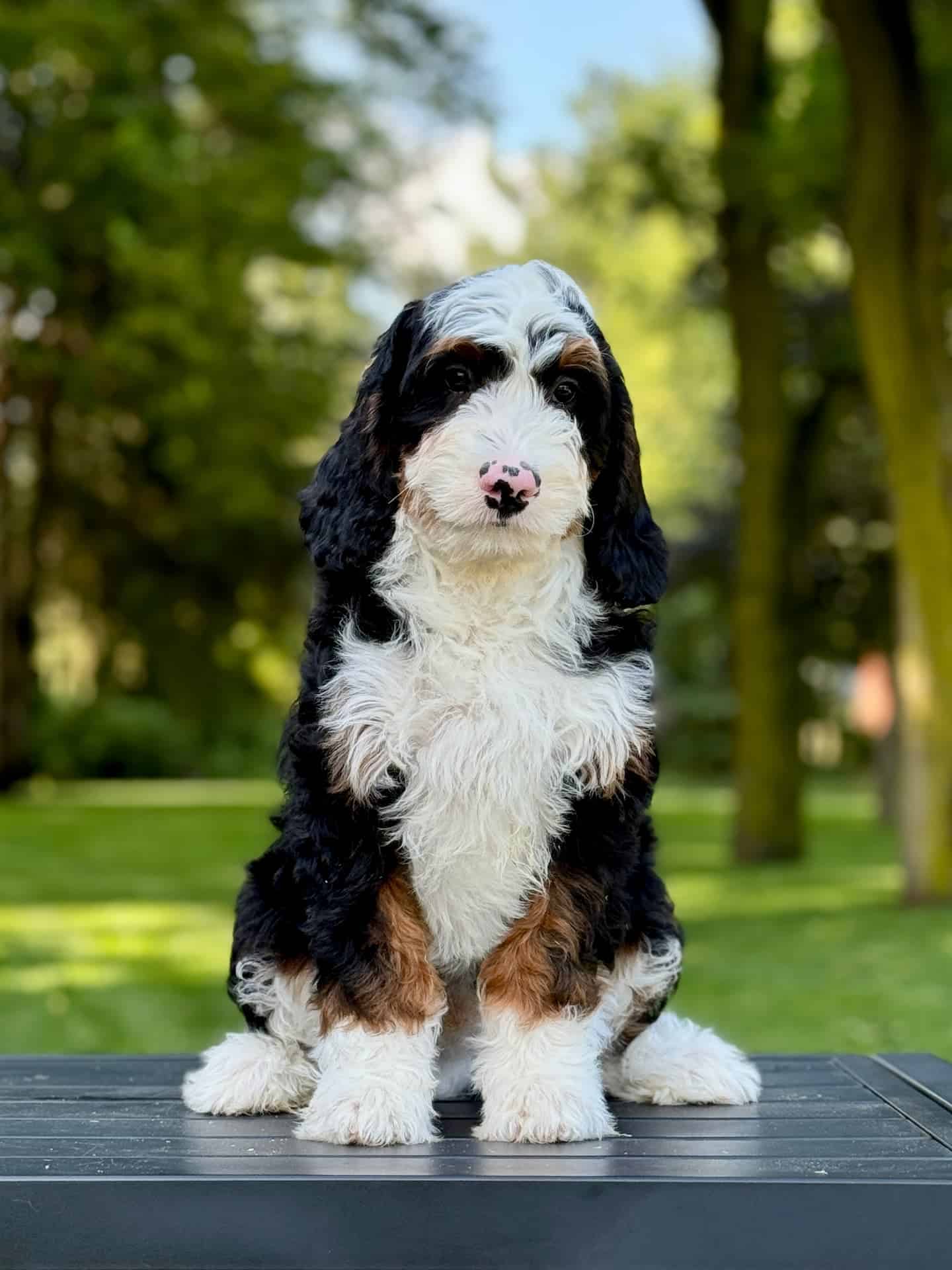 Available Puppies - Fawn River Doodles