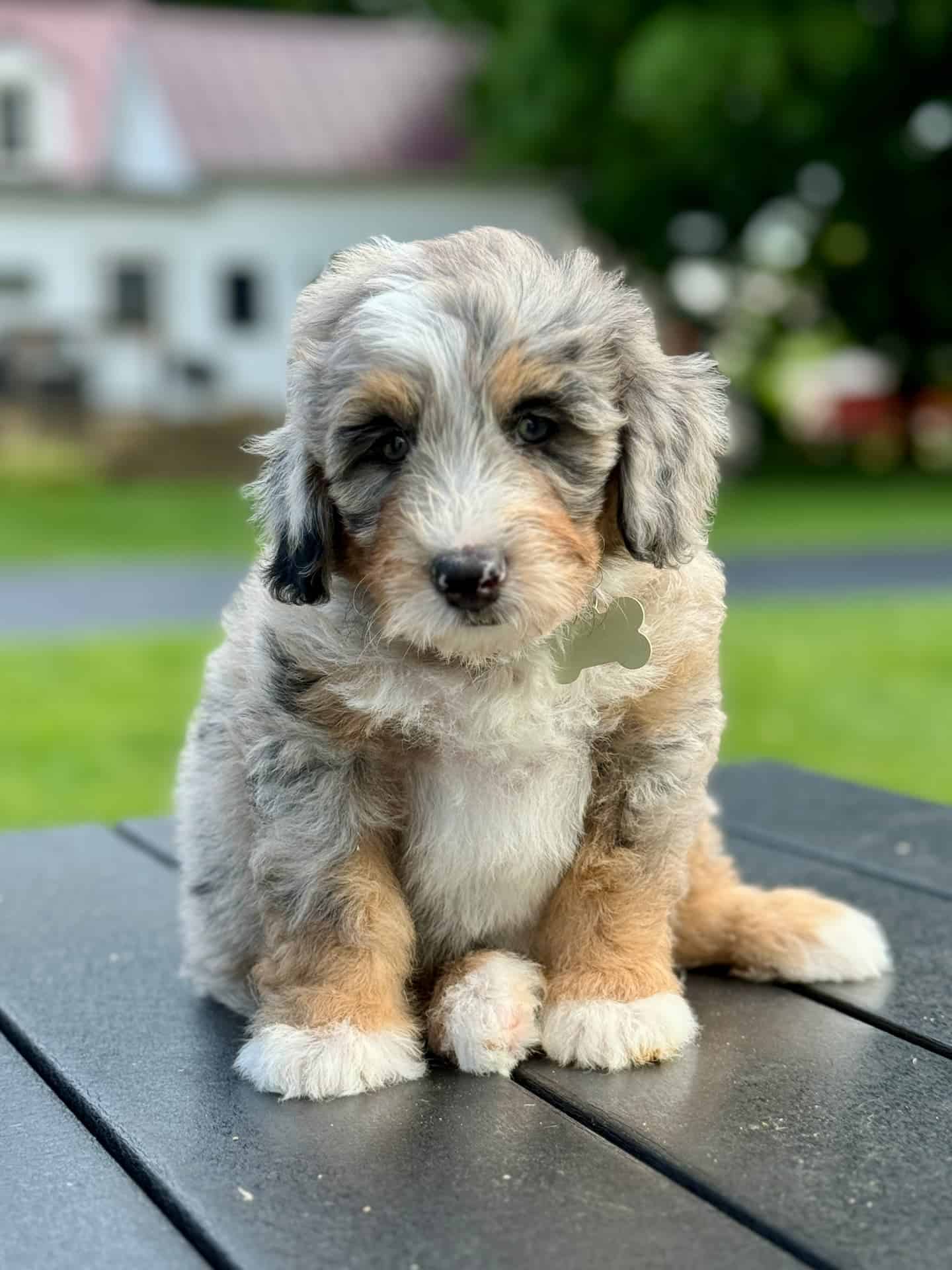 Available Puppies - Fawn River Doodles
