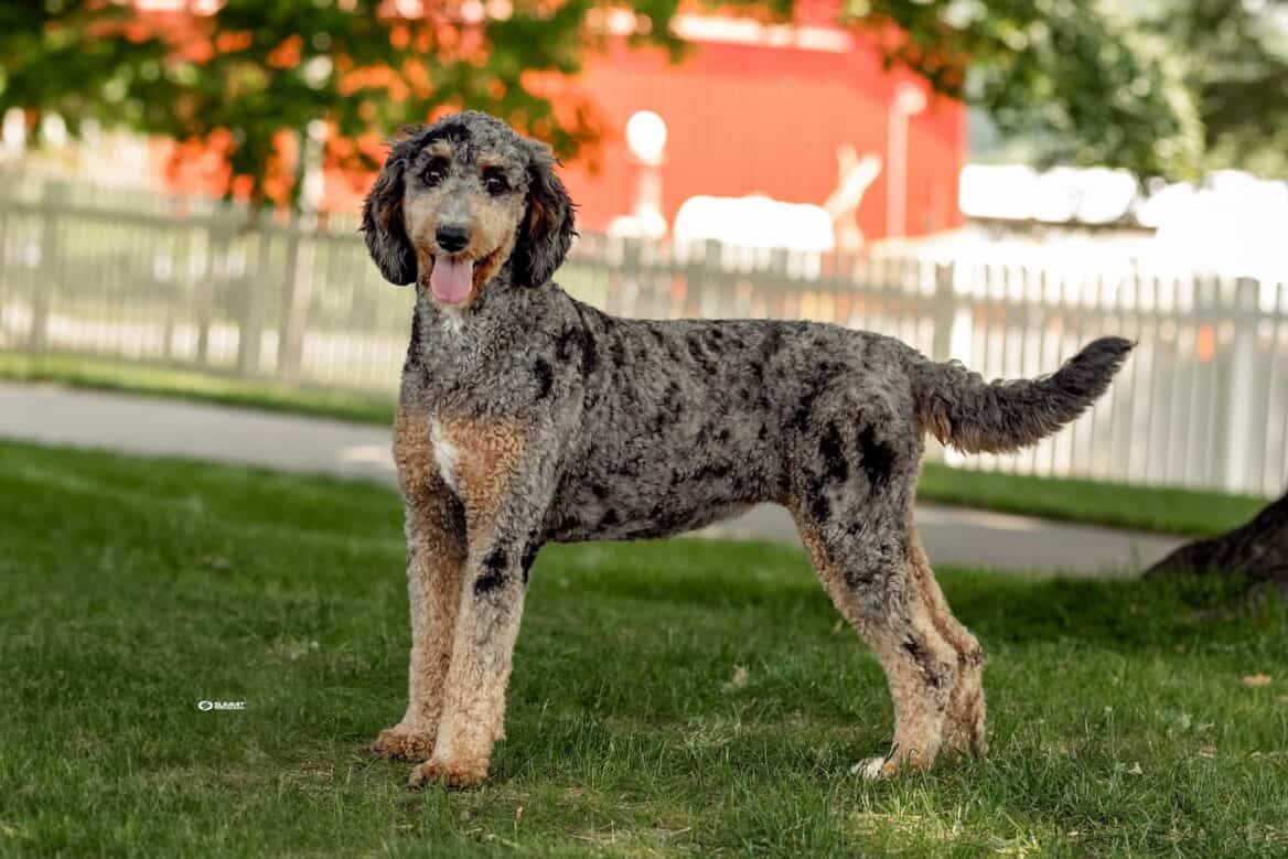 Parents of Our Pups - Fawn River Doodles