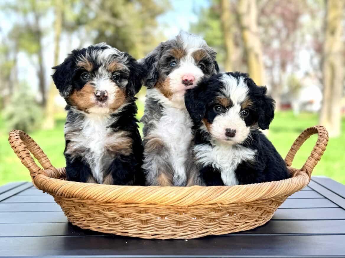 Planned - Fawn River Doodles